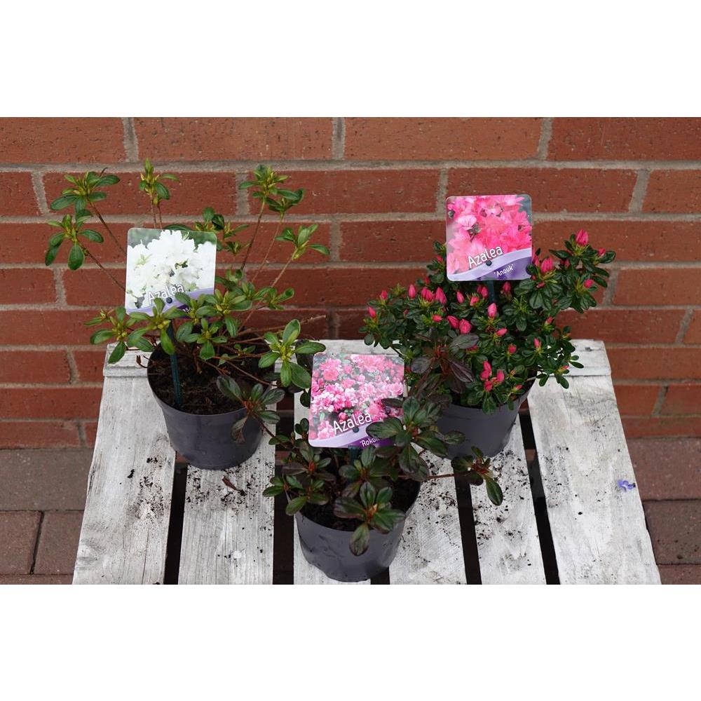 Dwarf Japanese Azaleas - Shrubs - Craigend Nursery & Coffee Shop