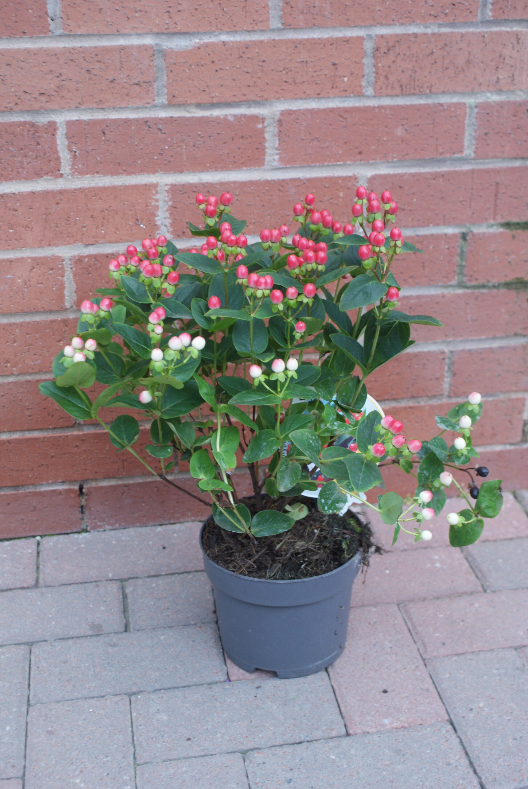 Hypericum 'Miracle Attraction' - Shrubs - Craigend Nursery & Coffee Shop