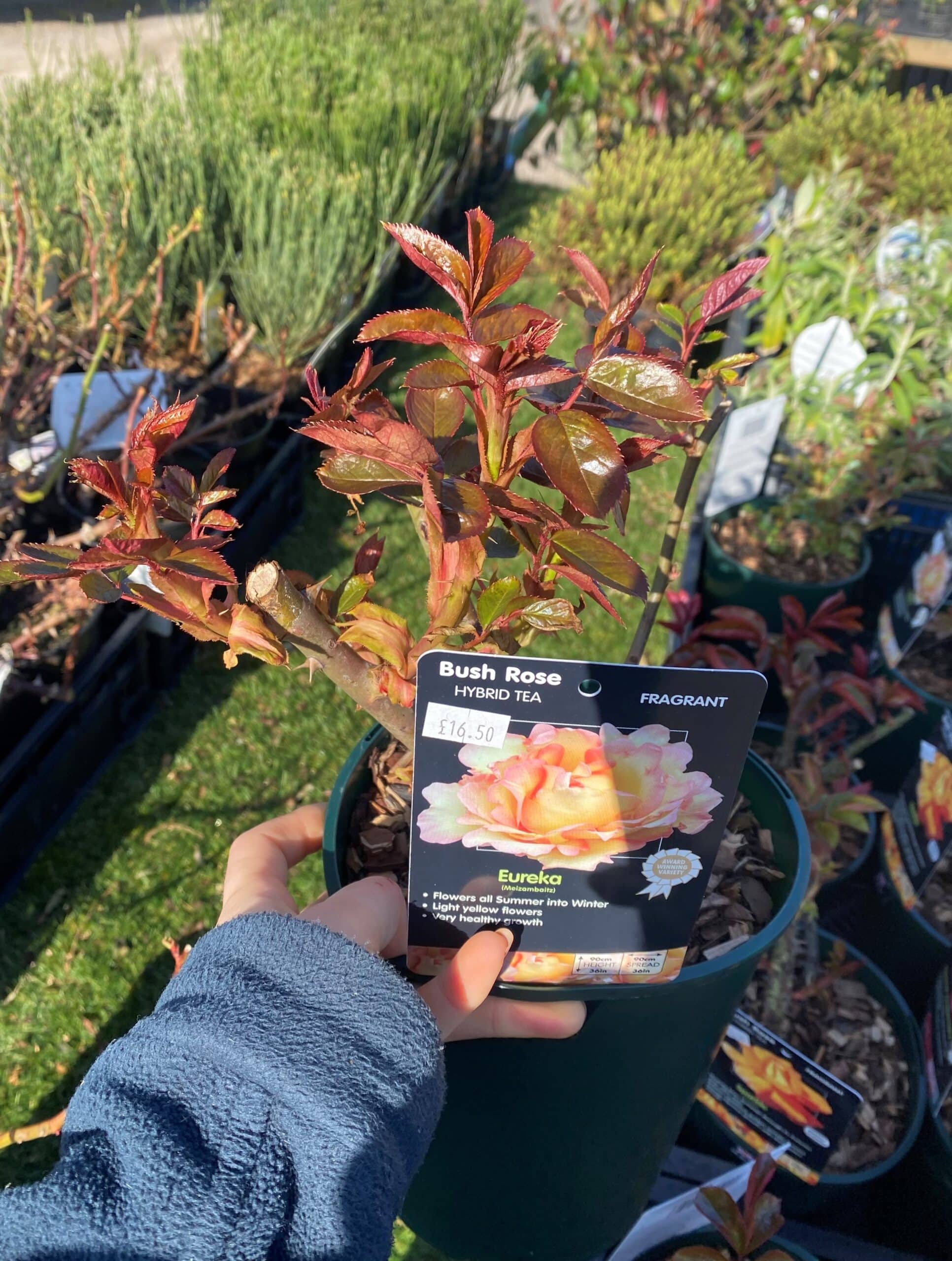 Bush Rose - Shrubs - Craigend Nursery & Coffee Shop