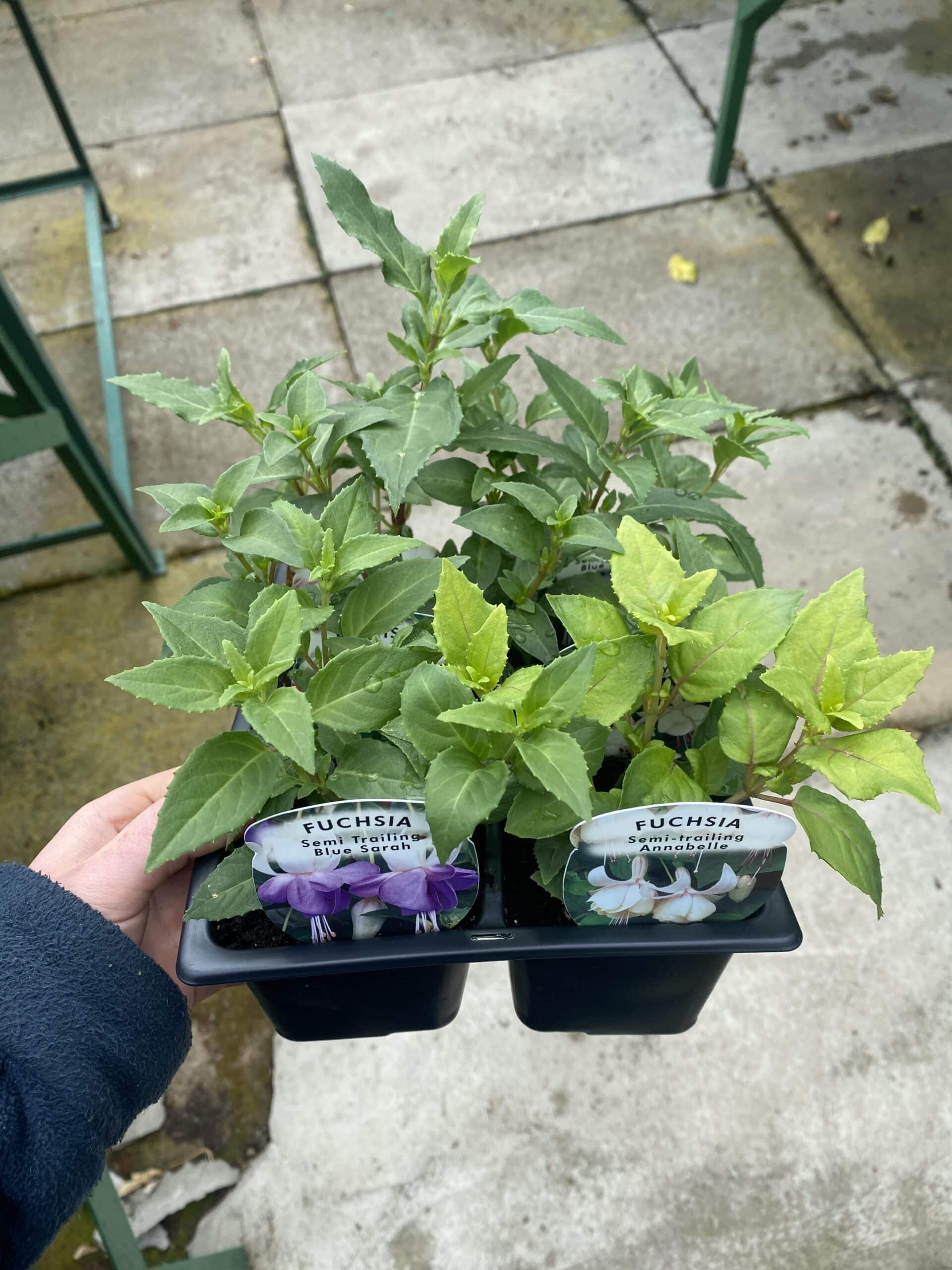 Fuchsia Mixed Six Pack - Bedding Plants - Craigend Nursery & Coffee Shop