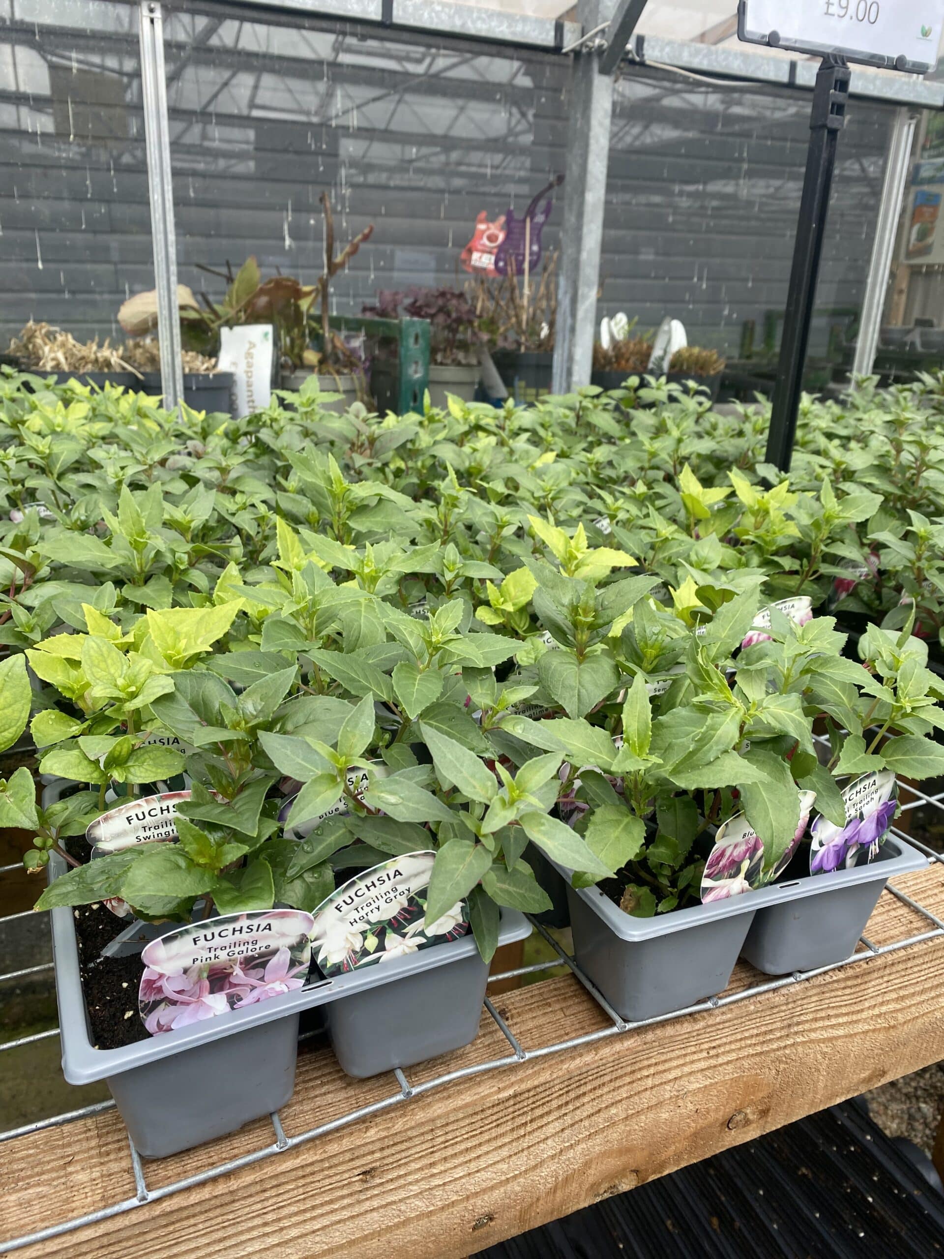 Fuchsia Mixed Six Pack - Bedding Plants - Craigend Nursery & Coffee Shop