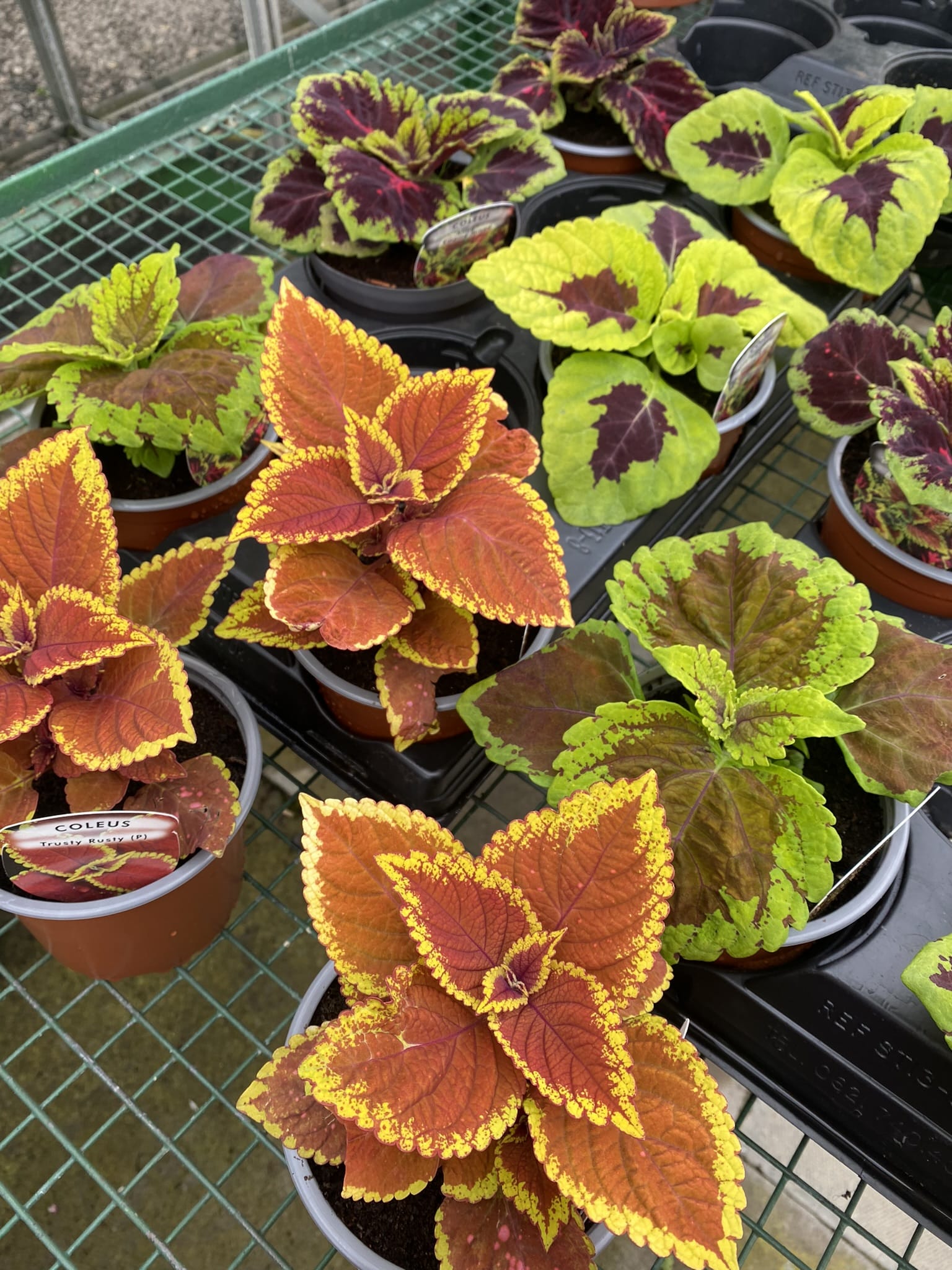 Coleus - Bedding Plants - Craigend Nursery & Coffee Shop