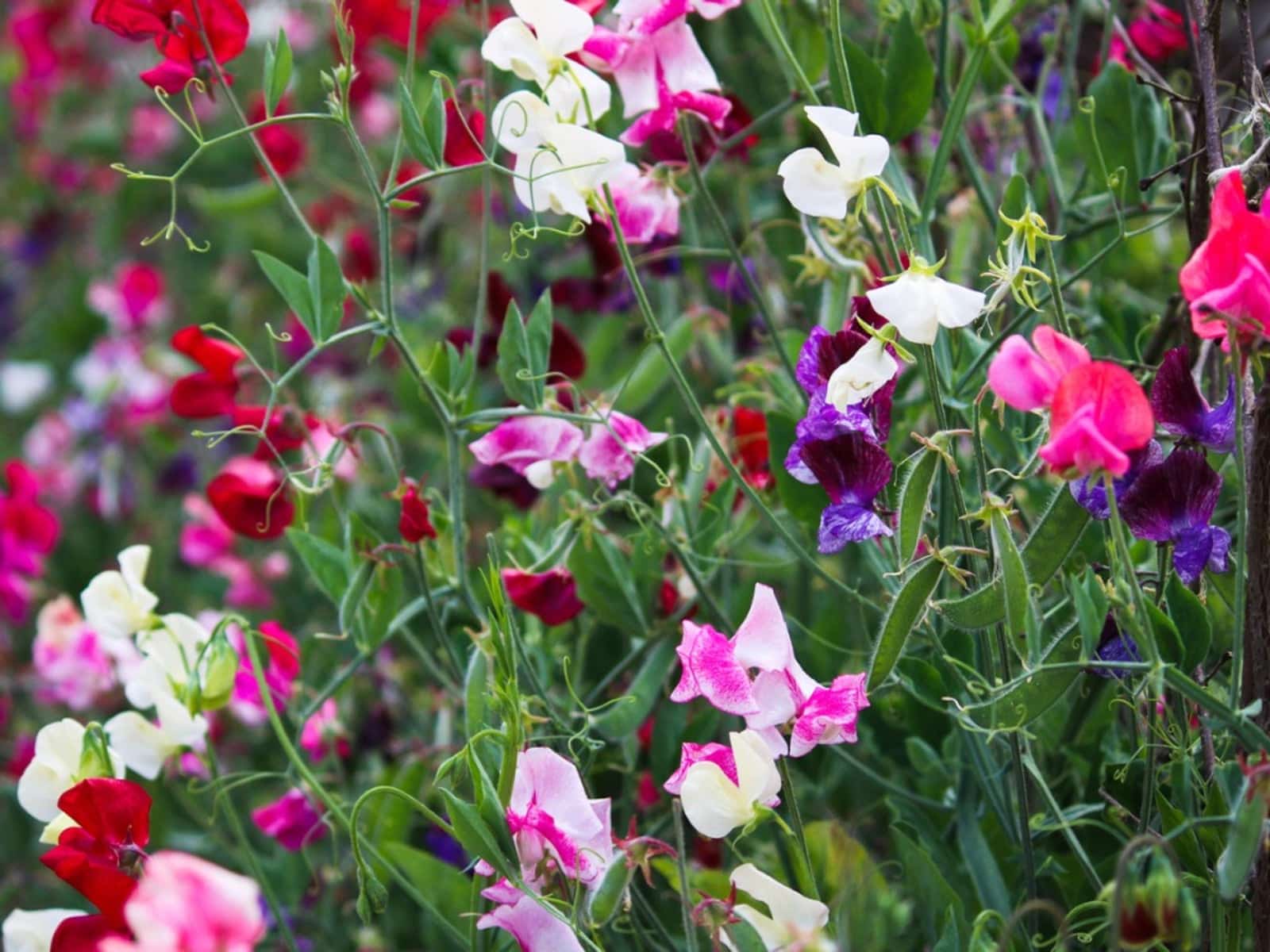 Sweet Pea - Bedding Plants - Craigend Nursery & Coffee Shop