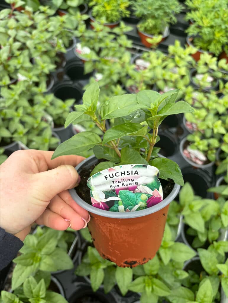 Trailing Fuchsia - Bedding Plants - Craigend Nursery & Coffee Shop