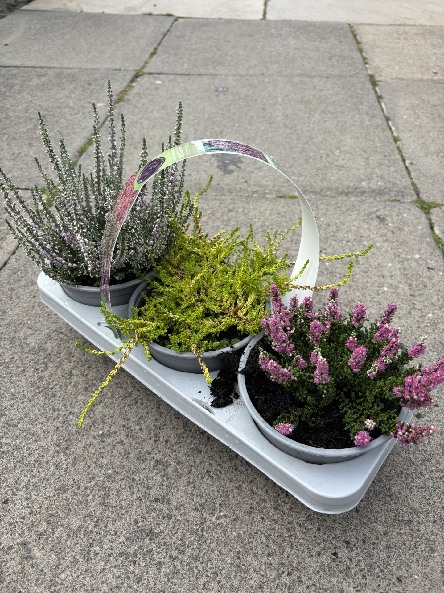 3 Pack of Heathers - Bedding Plants - Craigend Nursery & Coffee Shop